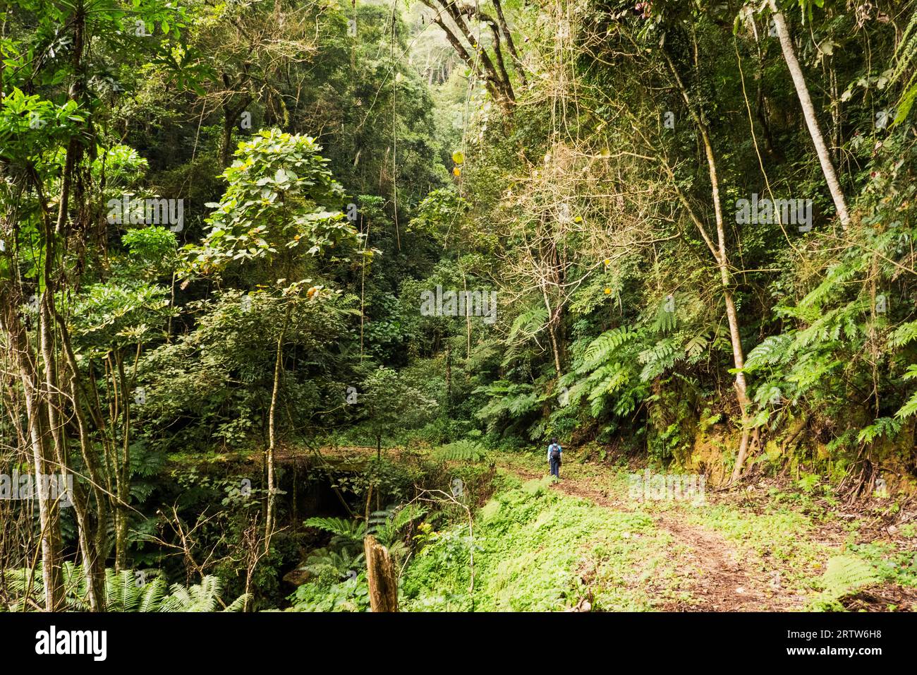 Rear view of a hiker in the forest at Uluguru Mountains in Morogoro ...