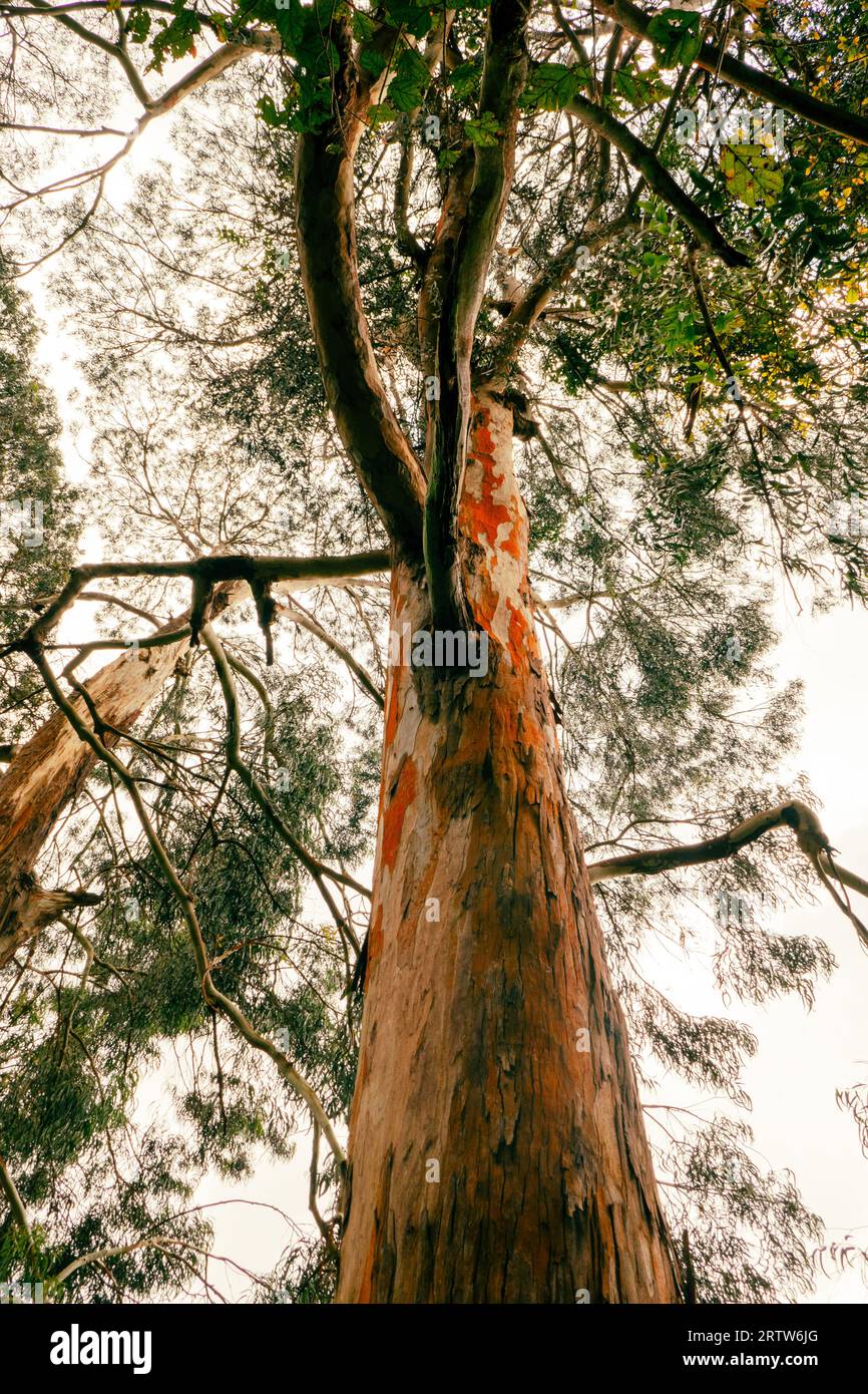 Eucalyptus tree growing in the wild at Uluguru Nature Forest Reserves ...