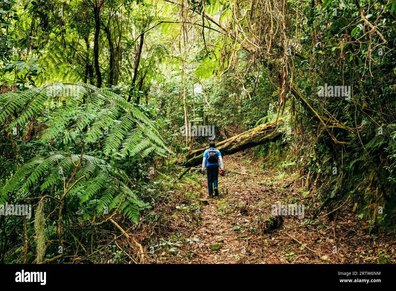 Rear view of a hiker in the forest at Uluguru Mountains in Morogoro ...
