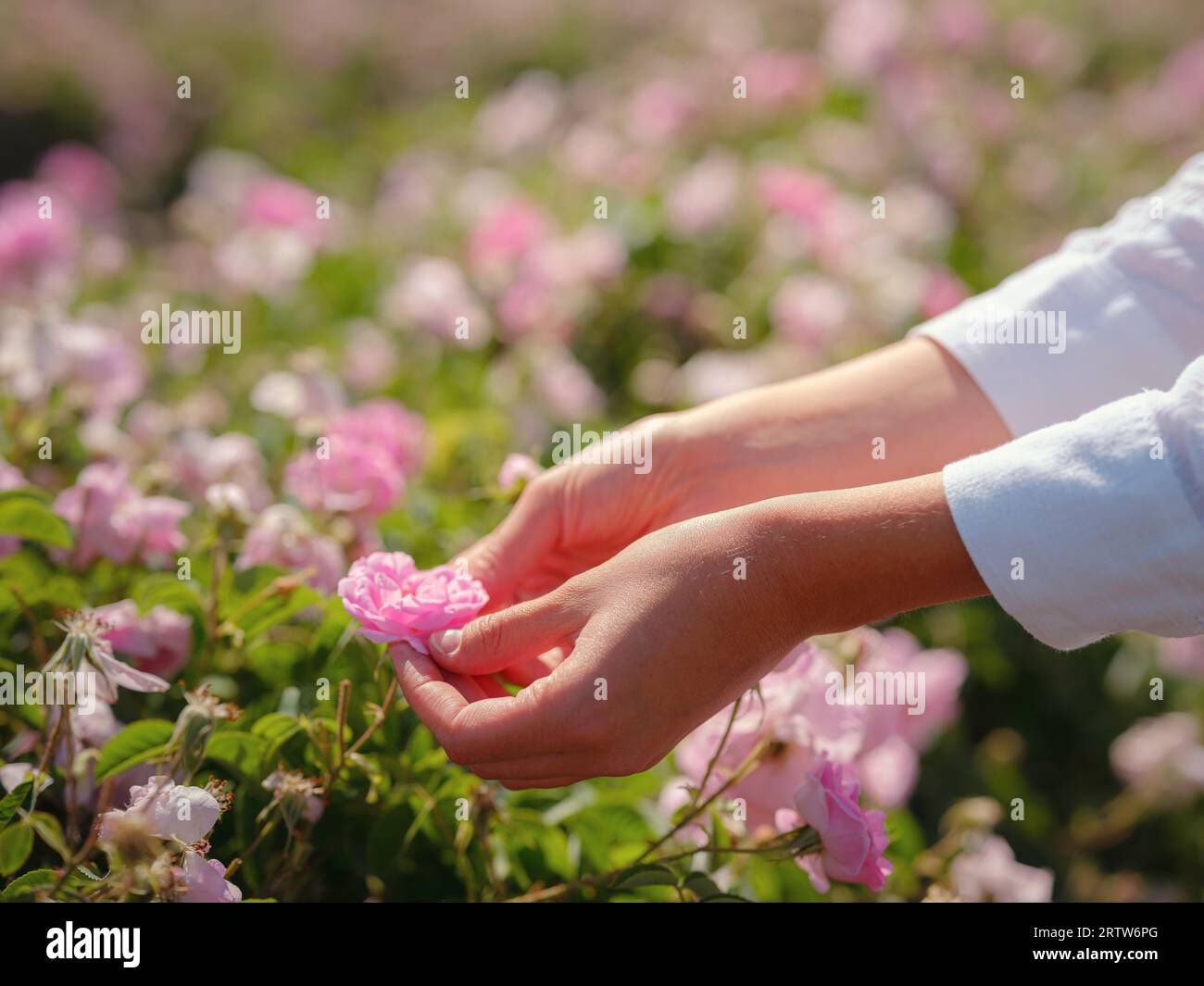 woman picking roses in Field of Damascena roses in sunny summer day ...