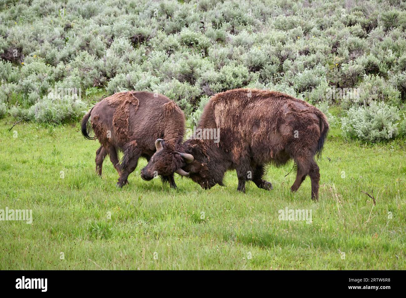 American bison and fighting hi-res stock photography and images - Alamy