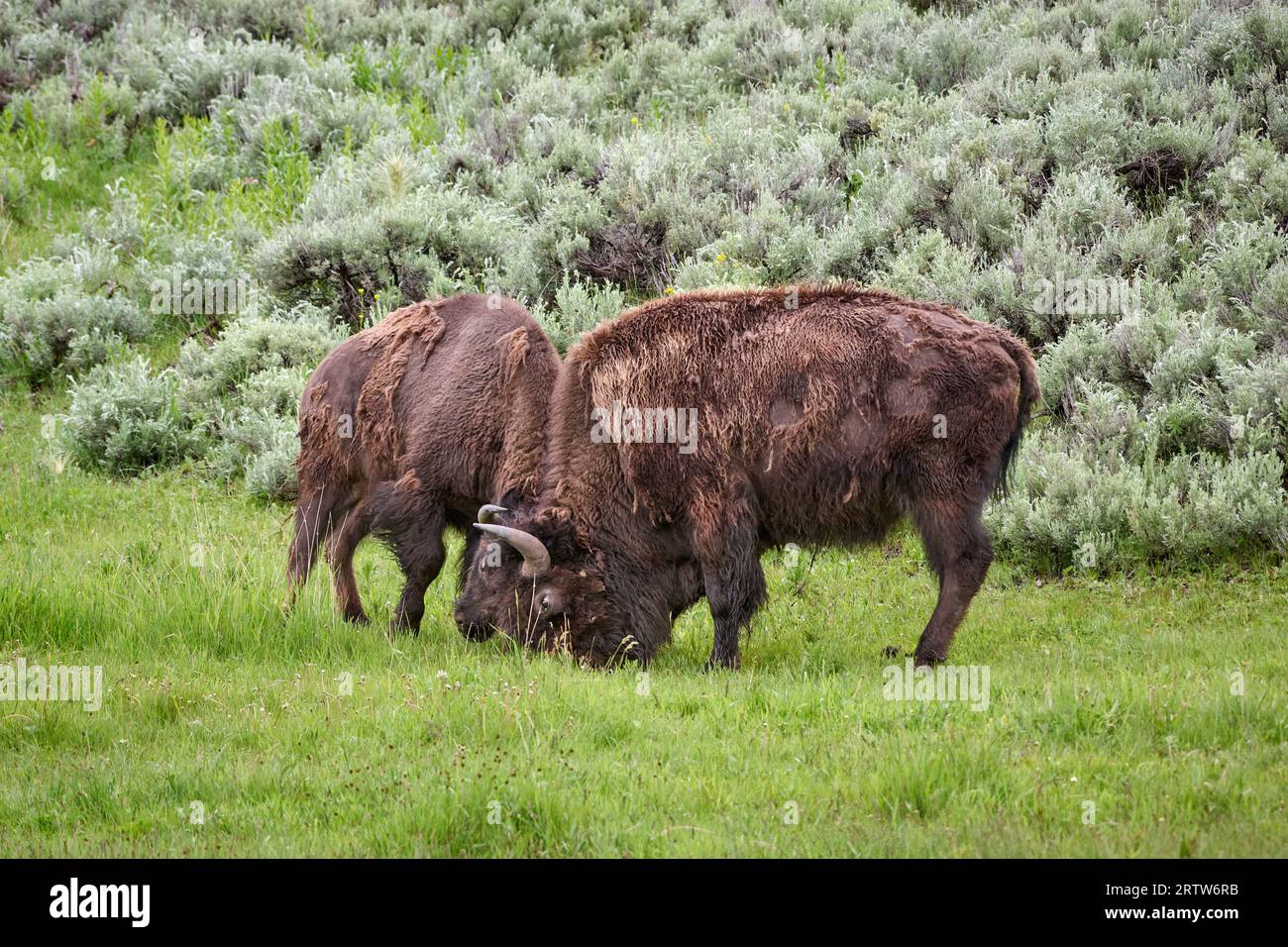 two American bison (Bison bison) fighting, Yellowstone National Park ...