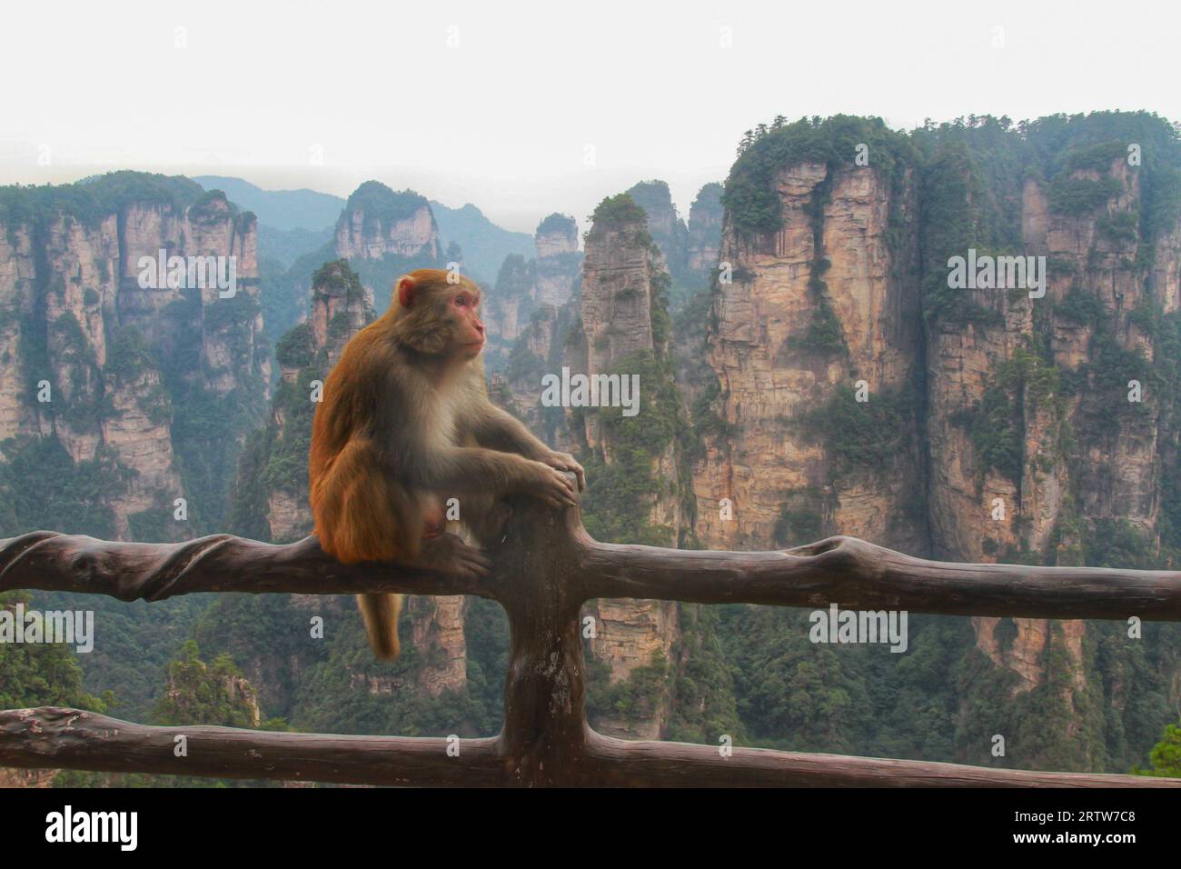 Capture the enchanting sight of monkeys thriving in the splendor of ...
