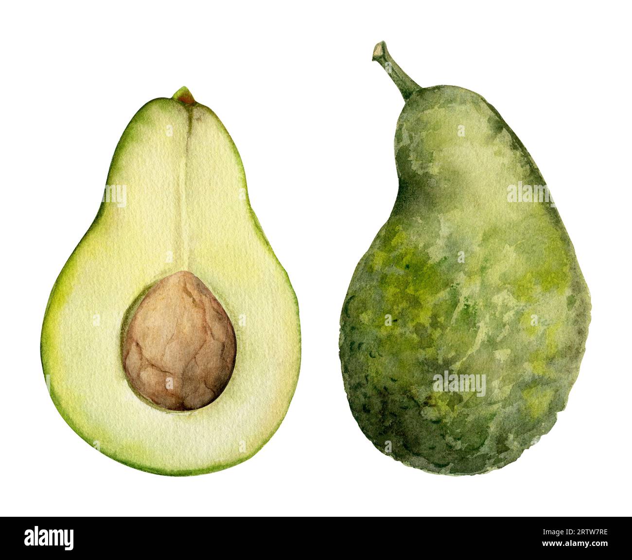 Hand drawn watercolor avocado green vegetable for diet and healthy ...