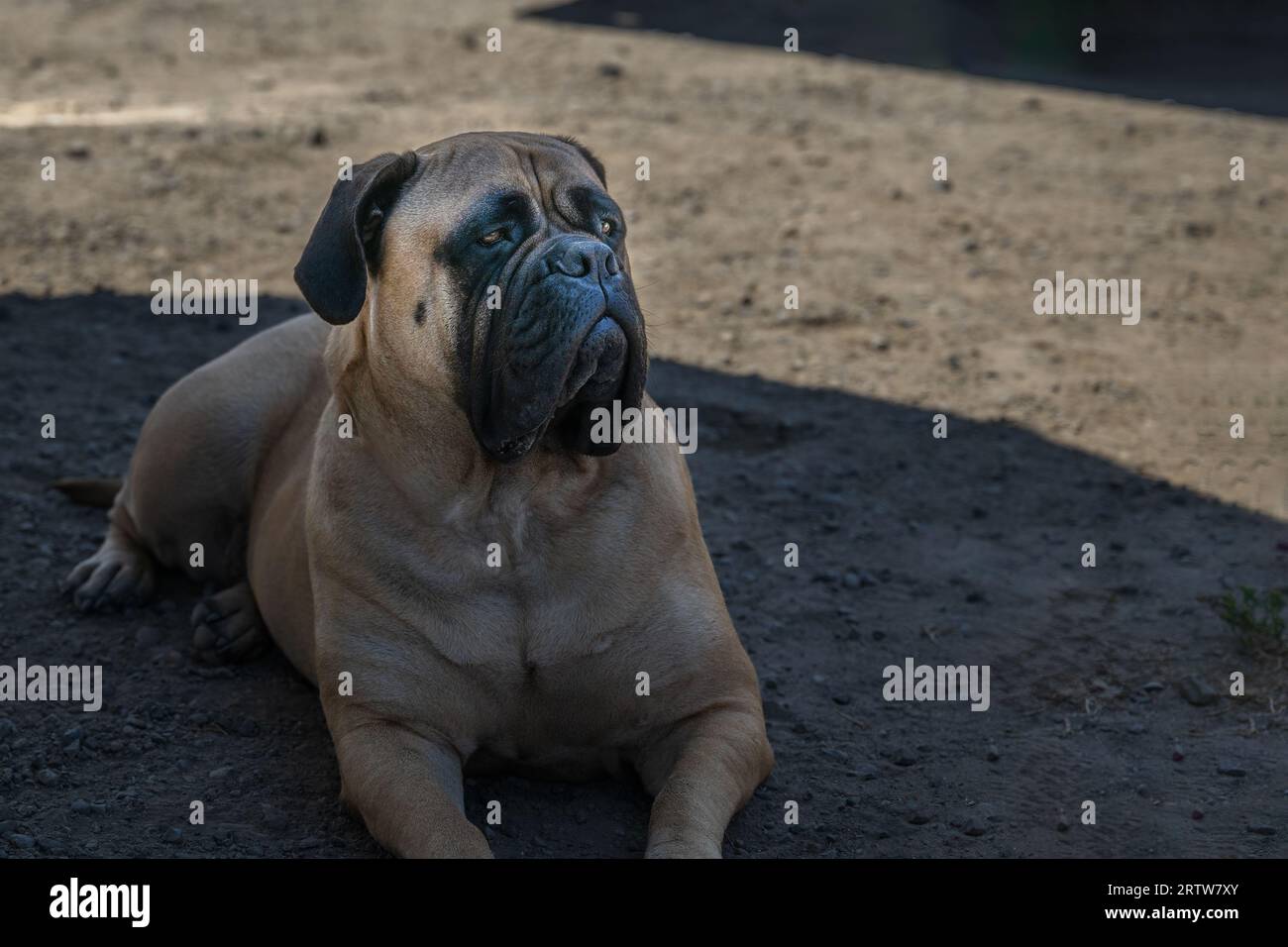 Dirtlot hi-res stock photography and images - Alamy