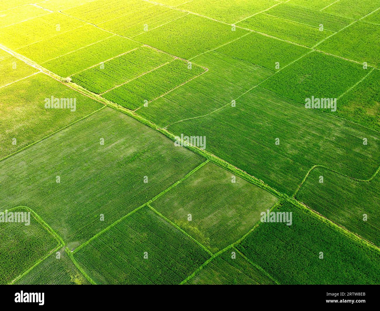 An aerial shot of a vibrant green field of crops with a pattern of ...