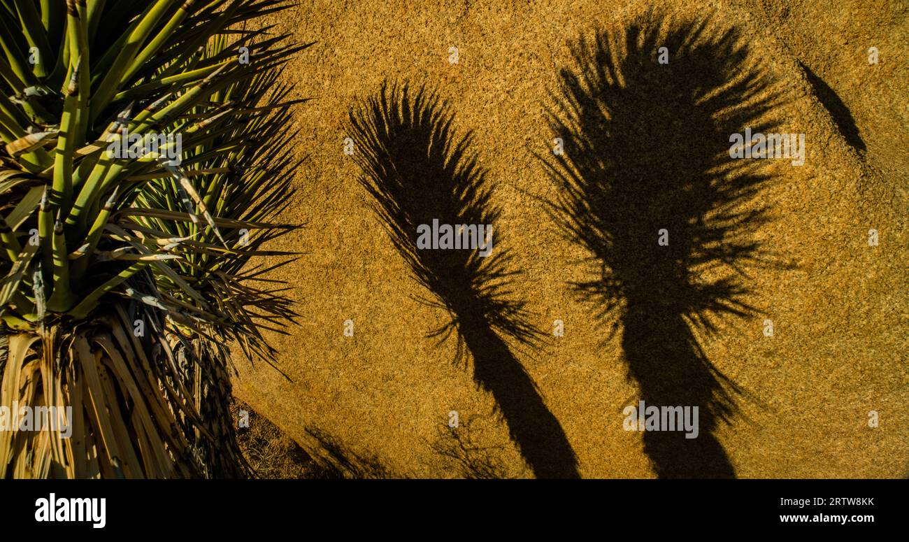 Sharply defined shadows cast by a young Joshua tree, crawl across a ...