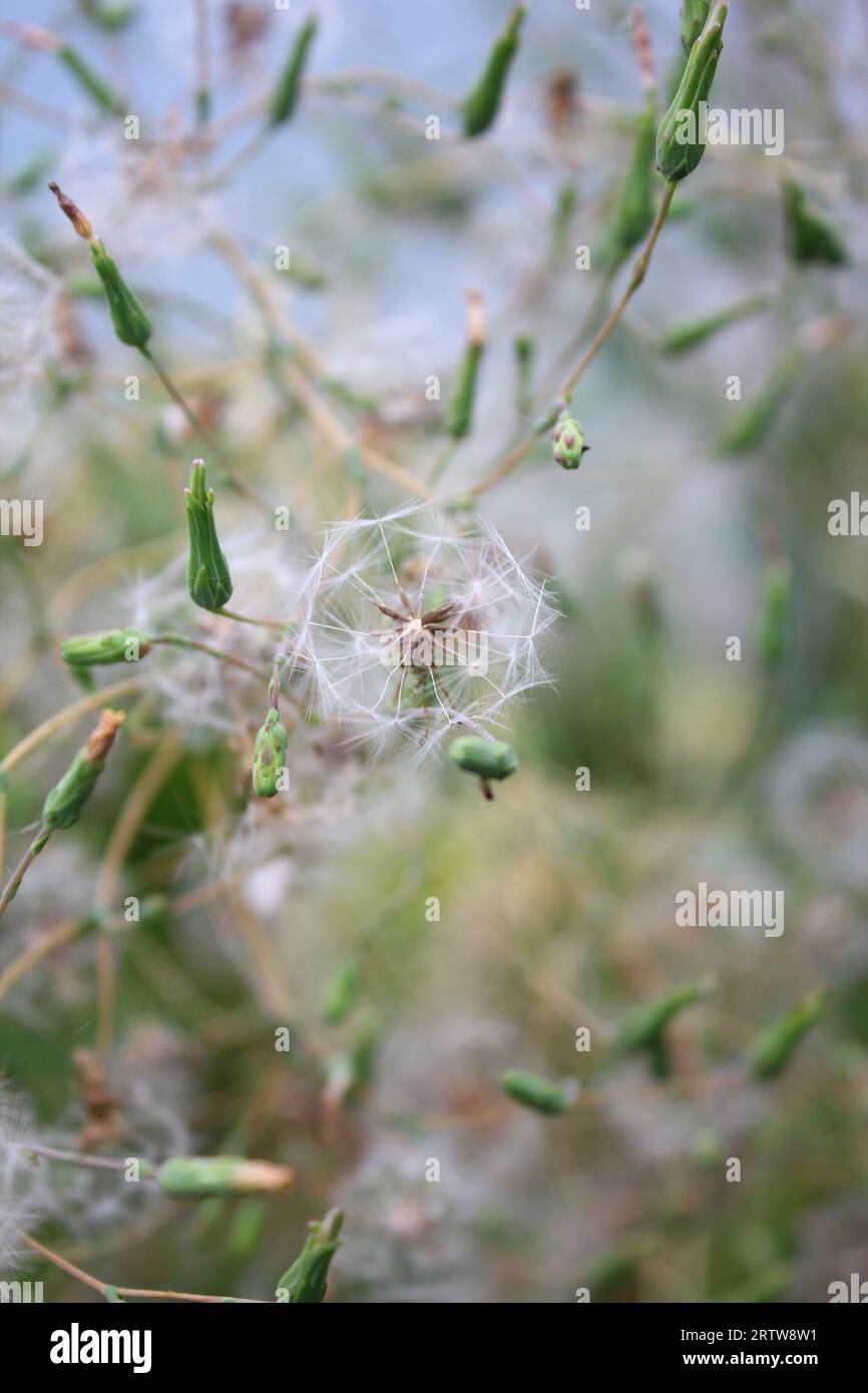 Web of delicate filaments hi-res stock photography and images - Alamy