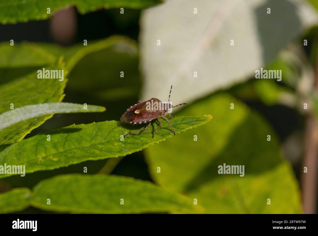 Hairy wildlife hi-res stock photography and images - Alamy