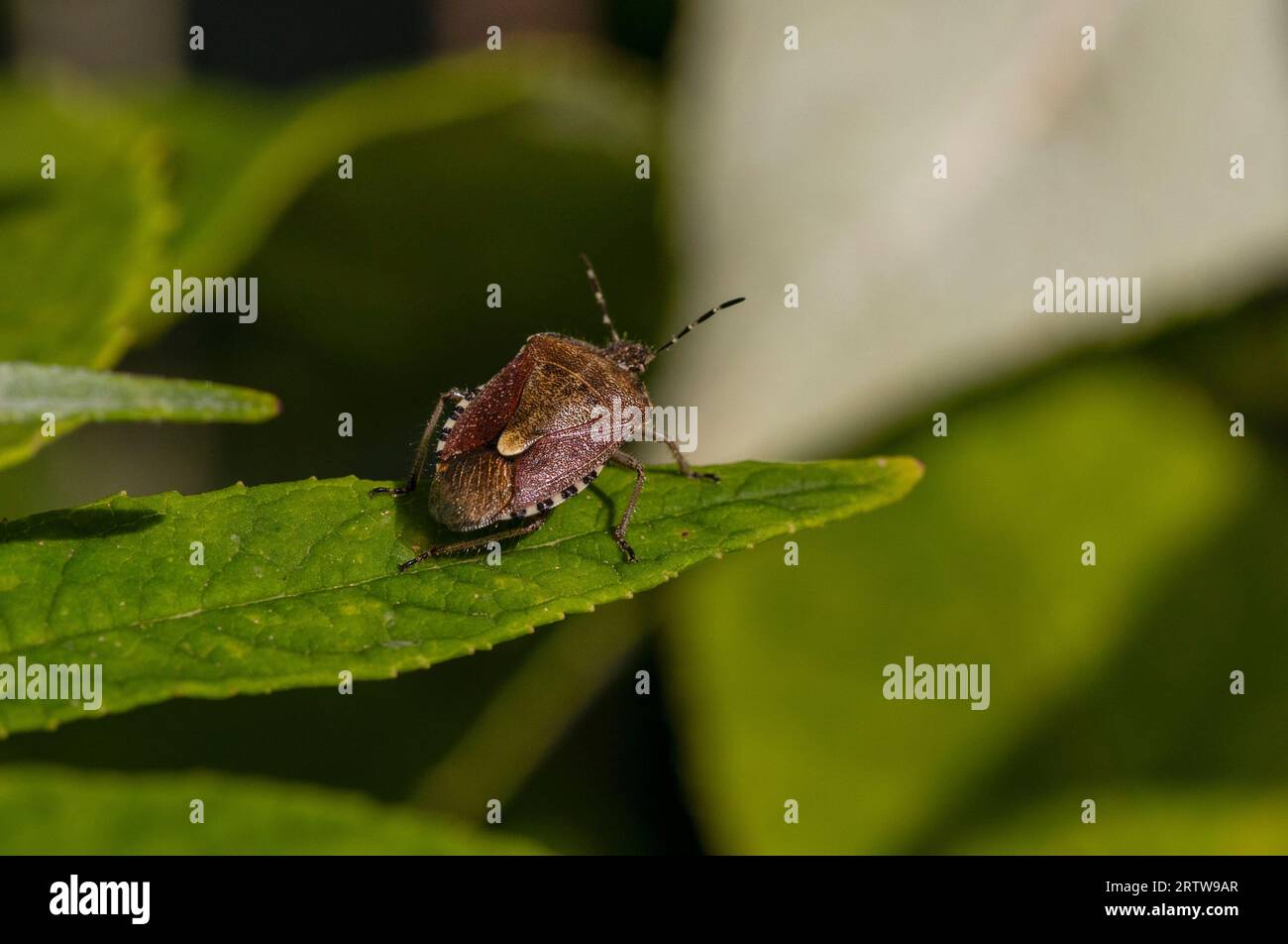 Hairy wildlife hi-res stock photography and images - Alamy