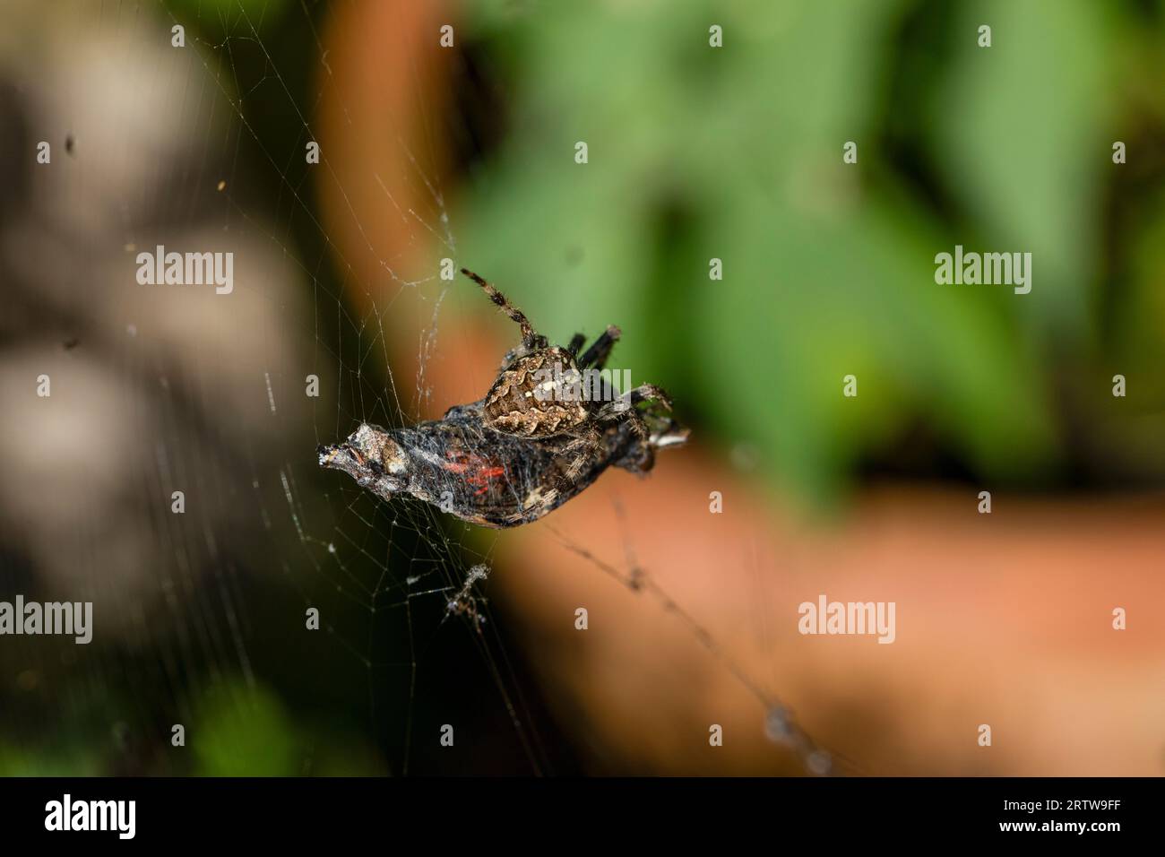 Garden spider prey hi-res stock photography and images - Alamy