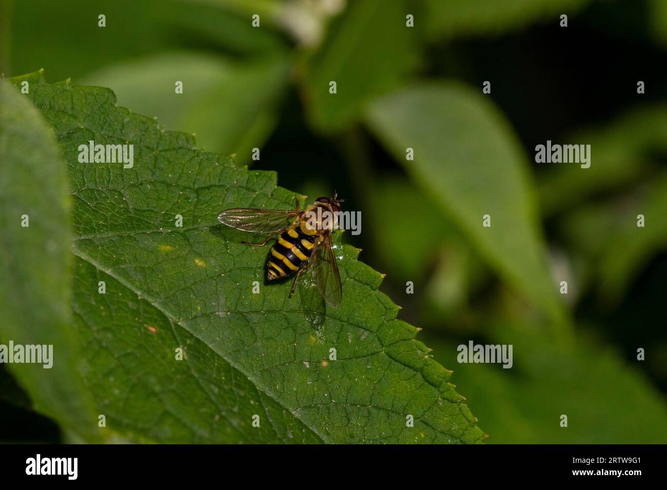 Hoverfly species syrphus species hi-res stock photography and images ...