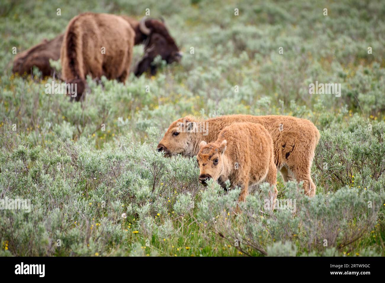 American bison calfs (Bison bison), Yellowstone National Park, Wyoming ...