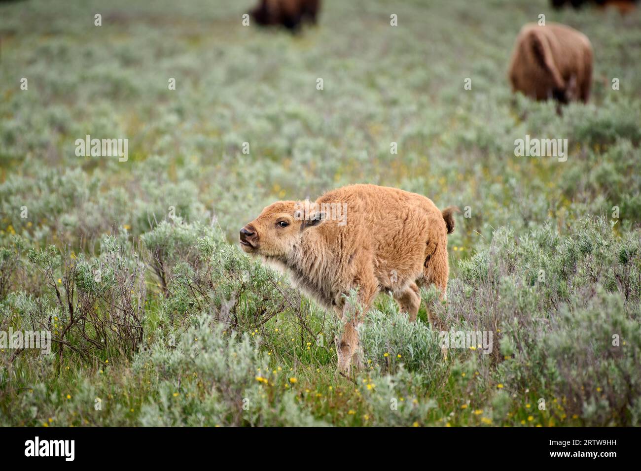 American bison calf (Bison bison), Yellowstone National Park, Wyoming ...