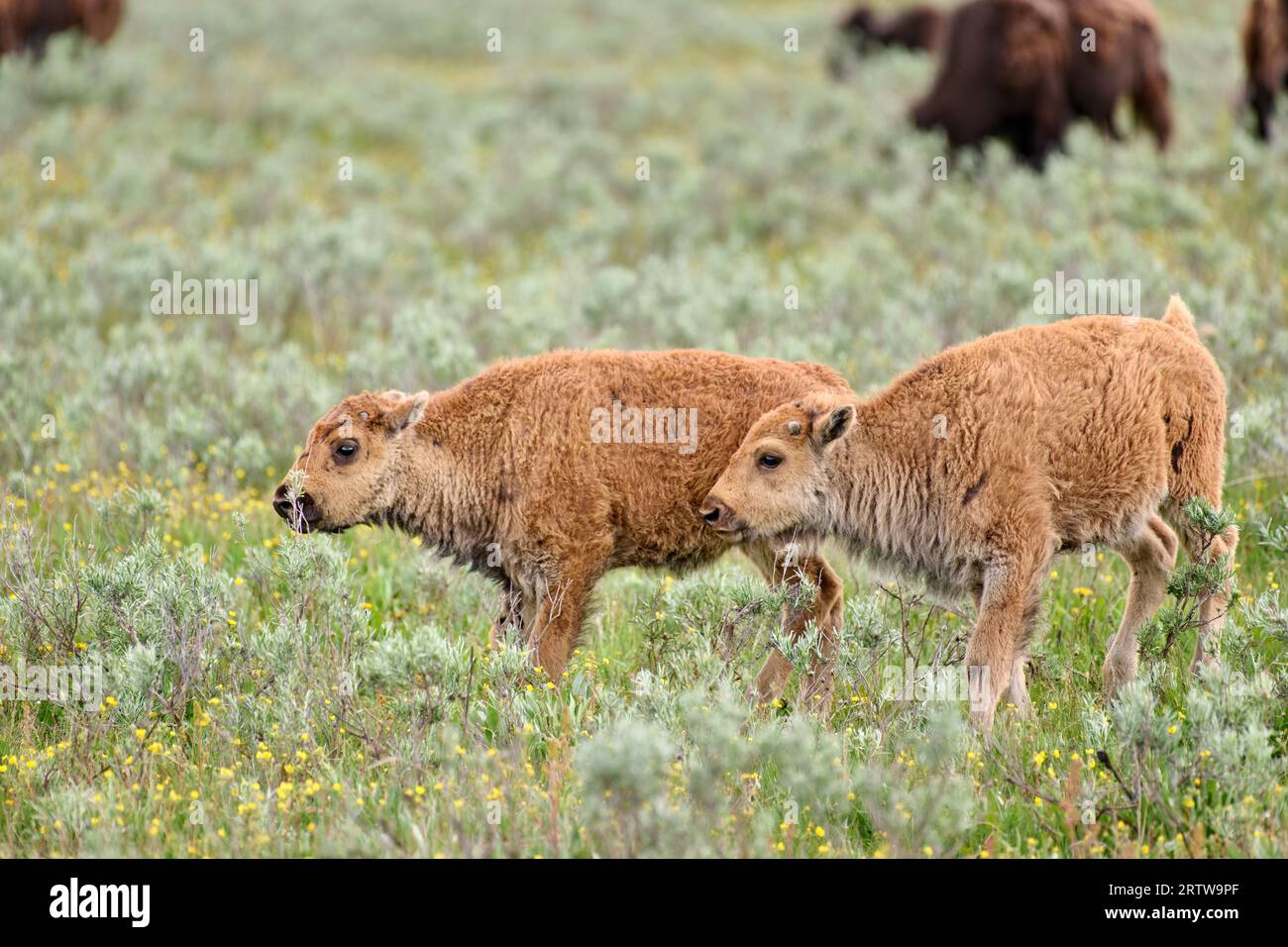 American bison calfs (Bison bison), Yellowstone National Park, Wyoming ...