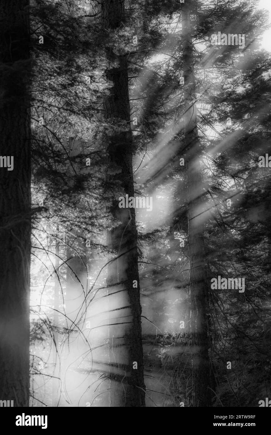 Back lit trees with sun rays Stock Photo - Alamy