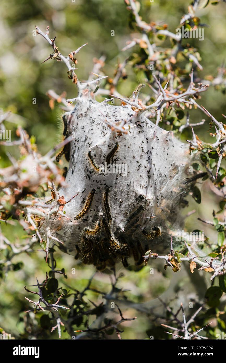 Caterpillar nest hi-res stock photography and images - Alamy