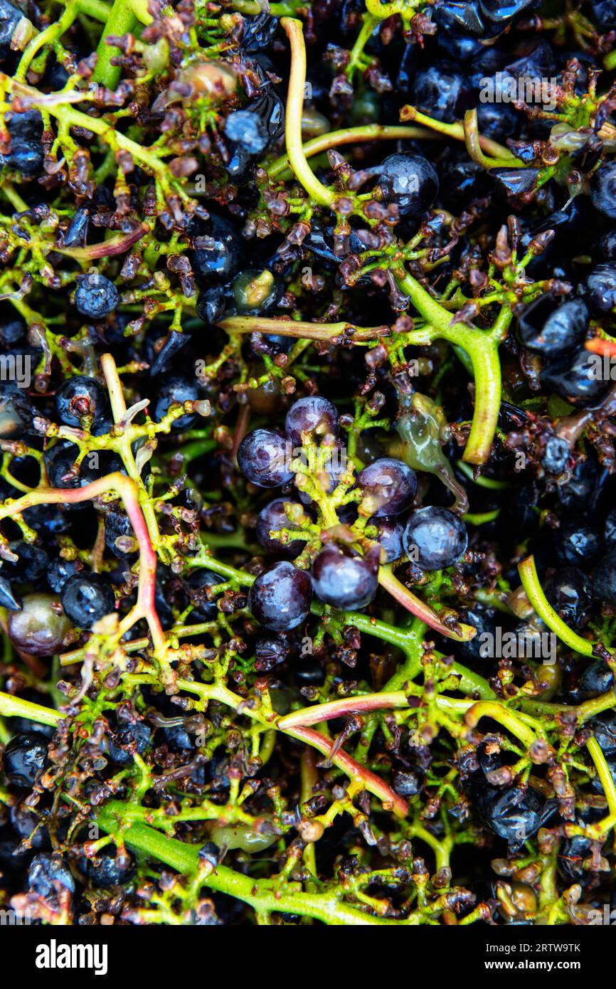 Smashed grapes hi-res stock photography and images - Alamy