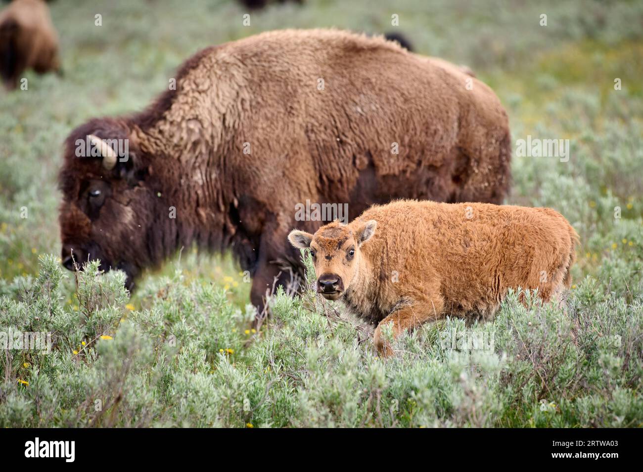 American bison calf hi-res stock photography and images - Alamy