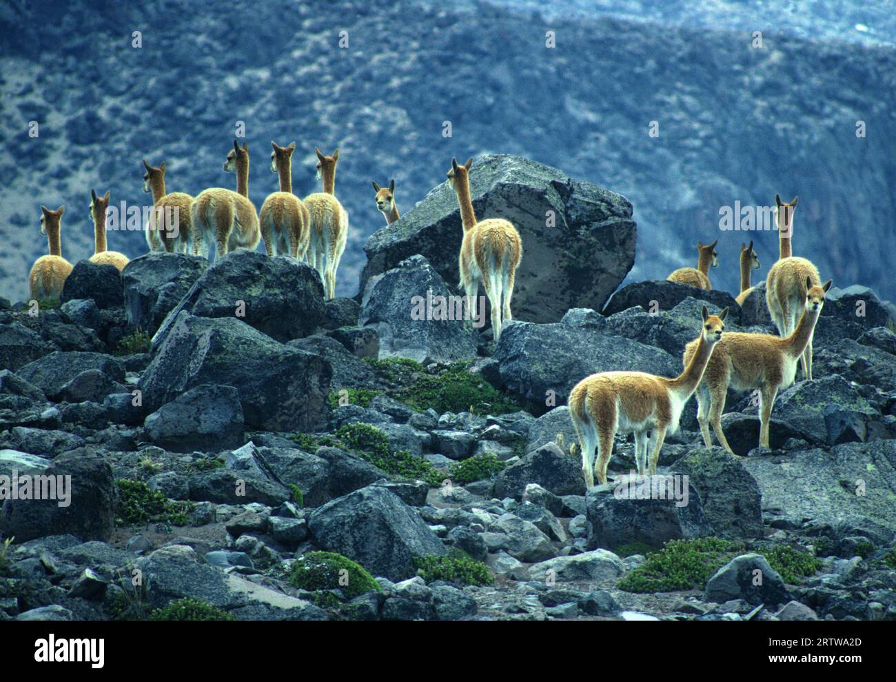 Guanaco ecuador hi-res stock photography and images - Alamy