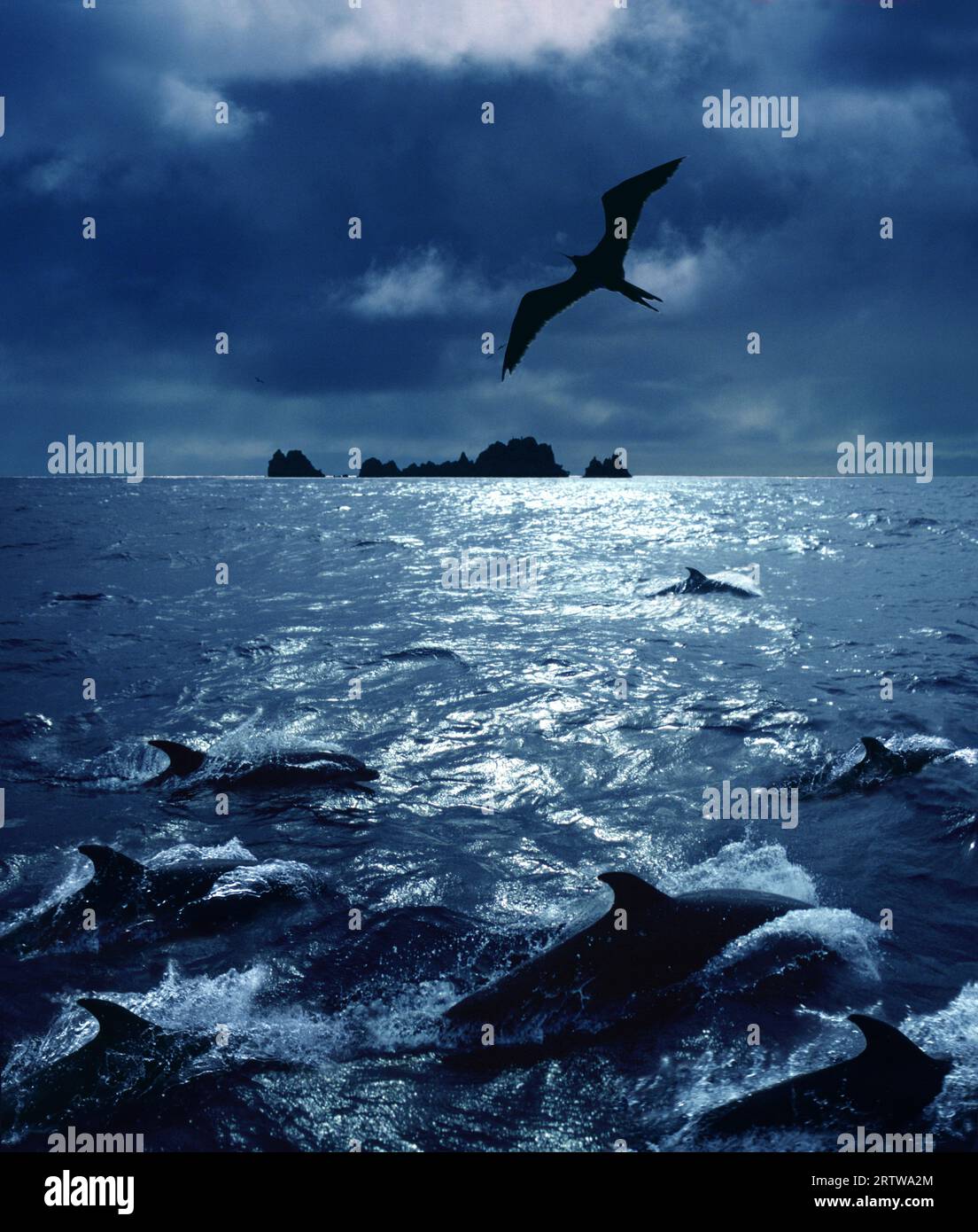 Dolphins and fregatte bird Stock Photo - Alamy