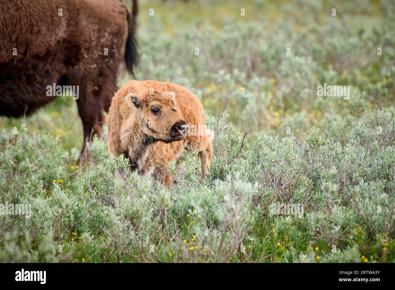 American bison calf (Bison bison), Yellowstone National Park, Wyoming ...
