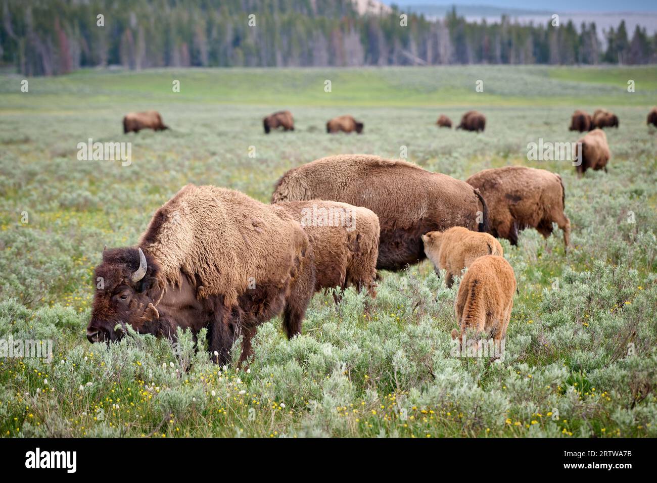American bison with calf (Bison bison), Yellowstone National Park ...
