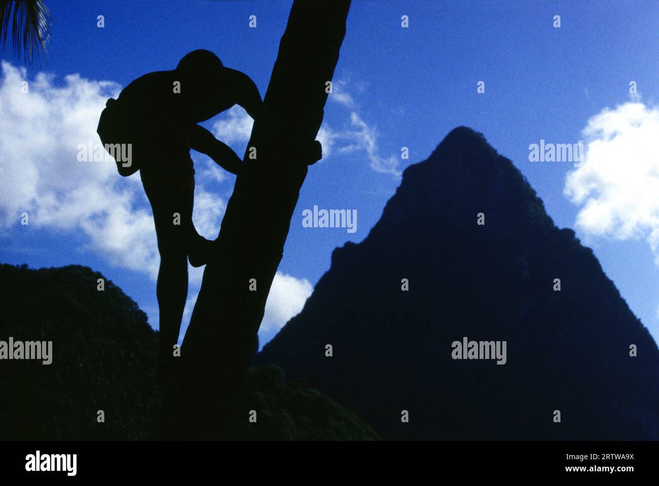 Coconut palm climber, Piton mountains Stock Photo - Alamy