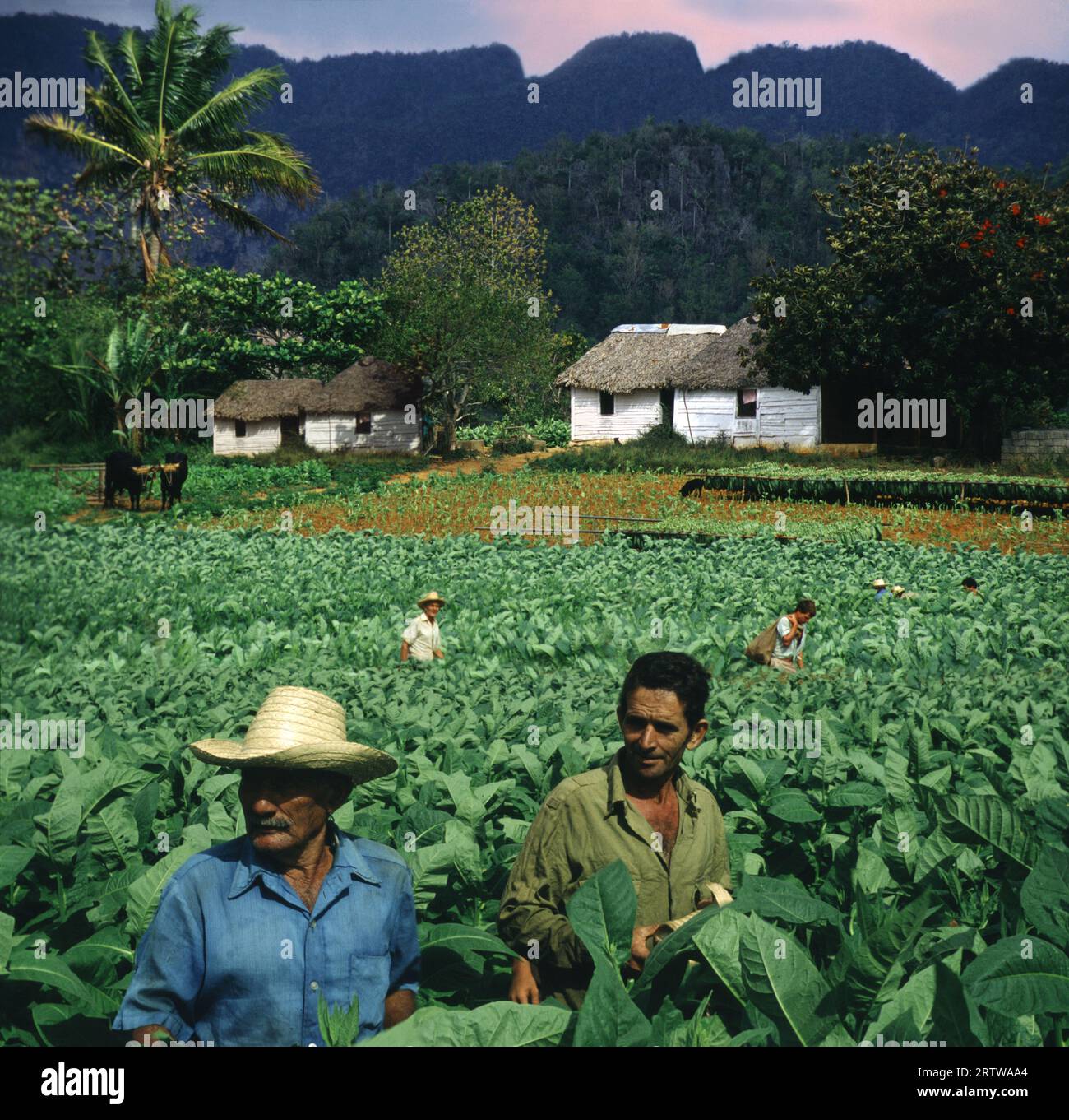 Tobacco fields in Vinales Valley Stock Photo - Alamy