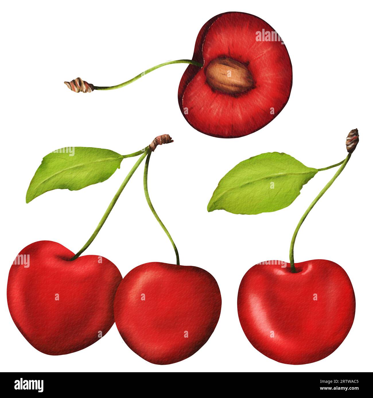 Set of bright juicy ripe delicious cherries. Summer red sweet berry ...