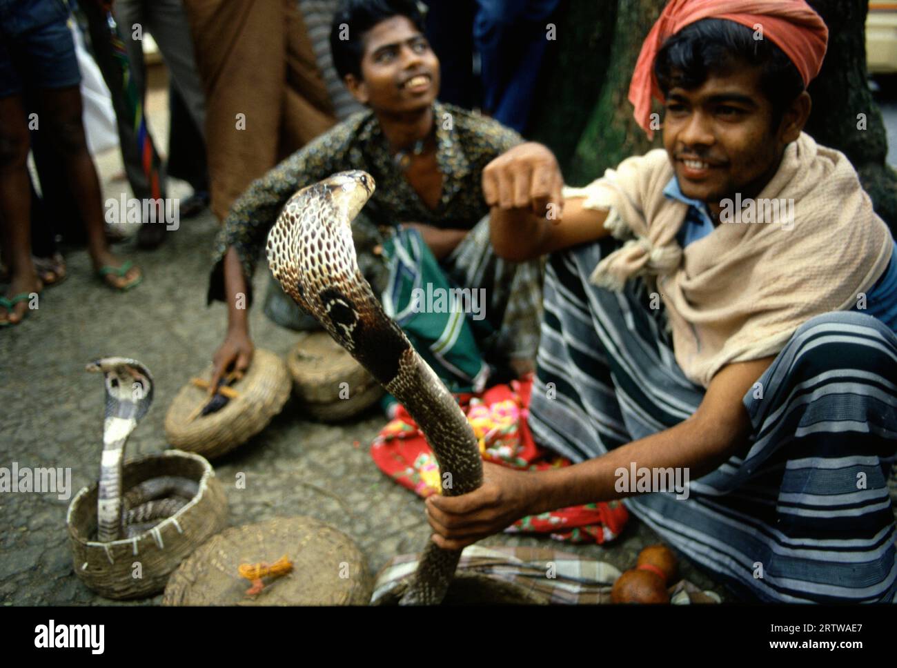 Snake charmers with cobras (during Perahera festival Stock Photo - Alamy