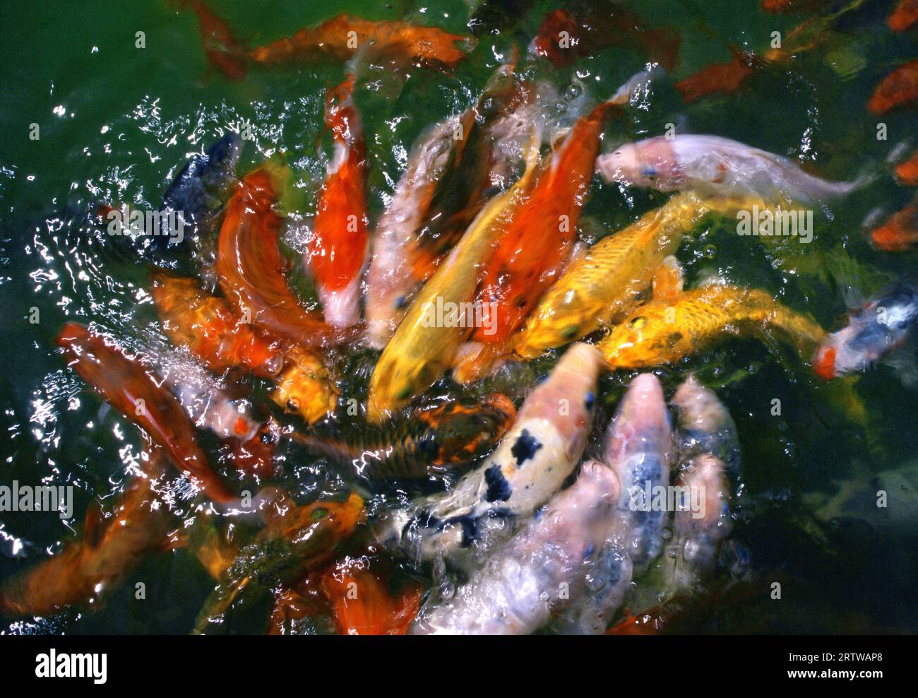 Fisch japan hi-res stock photography and images - Alamy