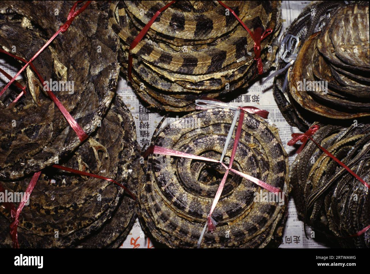 Snakes in market Stock Photo - Alamy