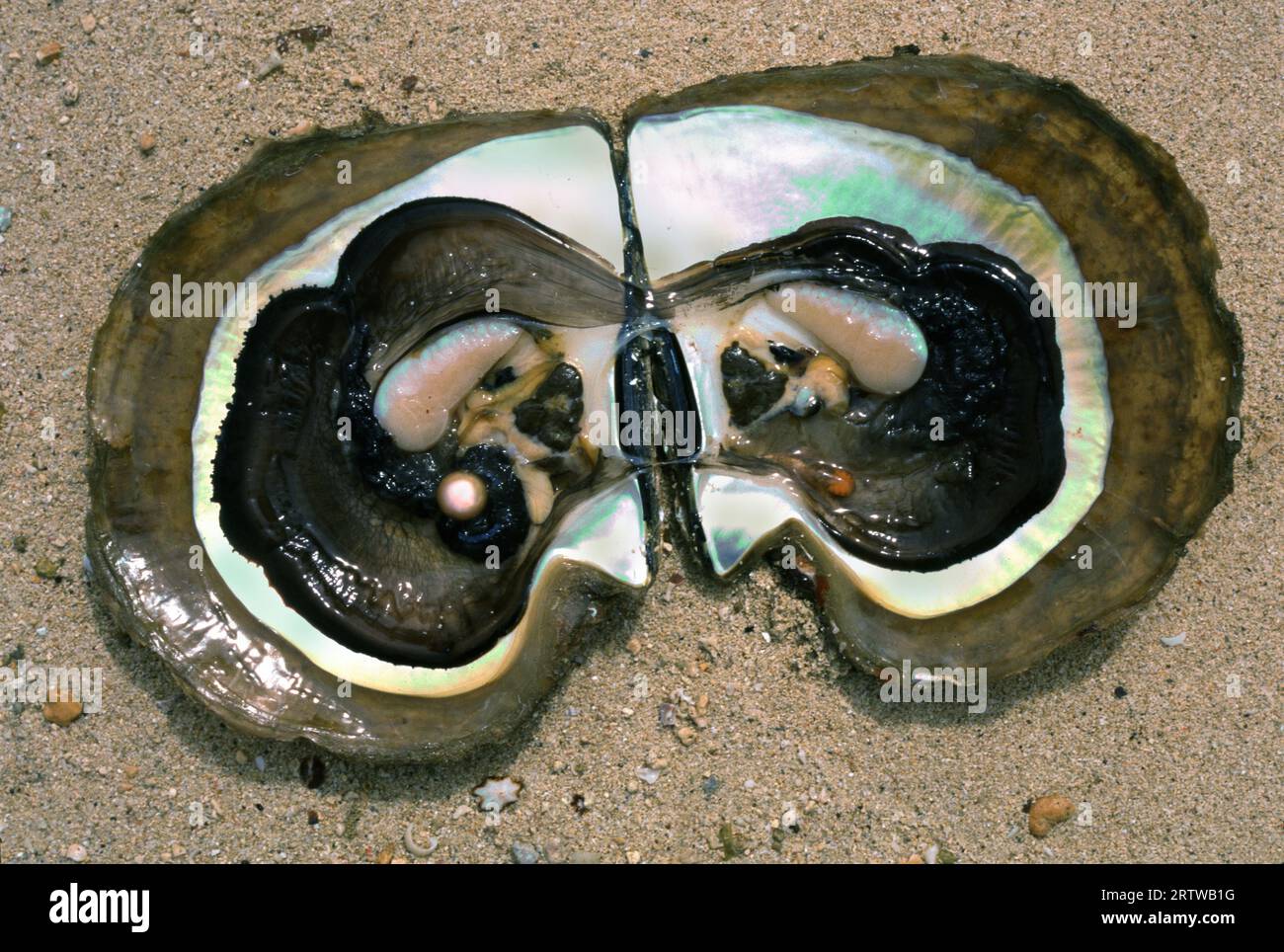 South Sea Pearl in pinctada oyster Stock Photo - Alamy