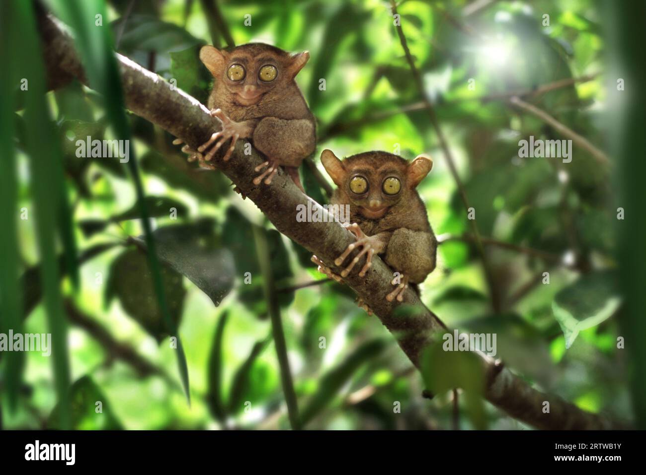 Maki affe hi-res stock photography and images - Alamy