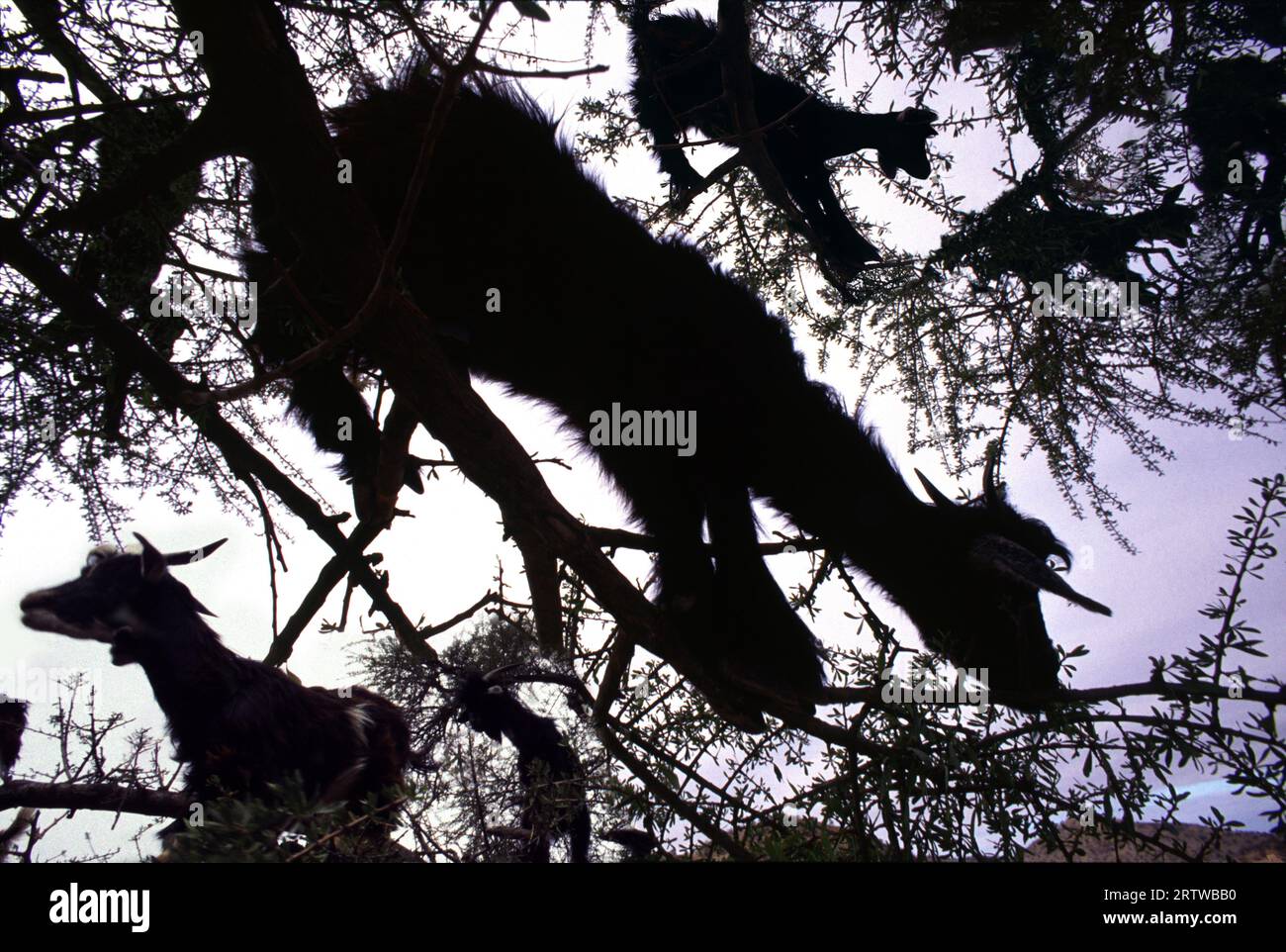 Anti atlas goat in tree hi-res stock photography and images - Alamy