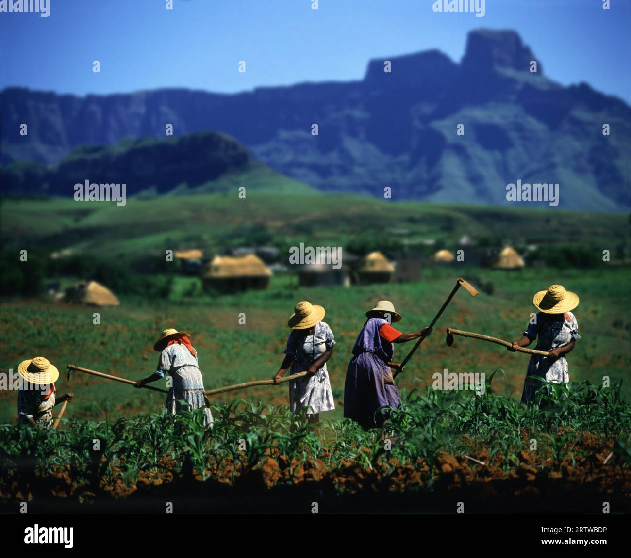 Field work, Amphiteatre Mt, Drakensberge Stock Photo - Alamy