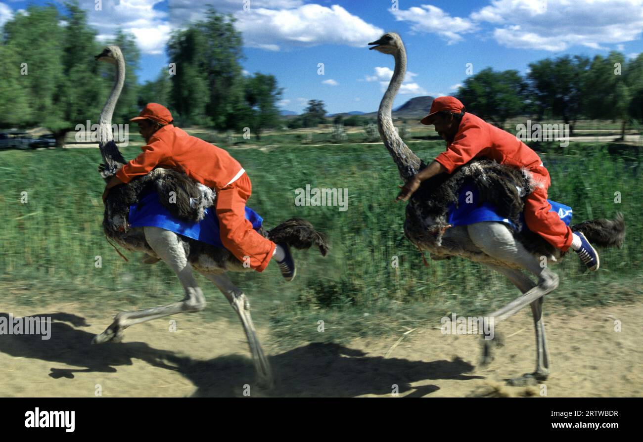 Ostrich racing hi-res stock photography and images - Alamy