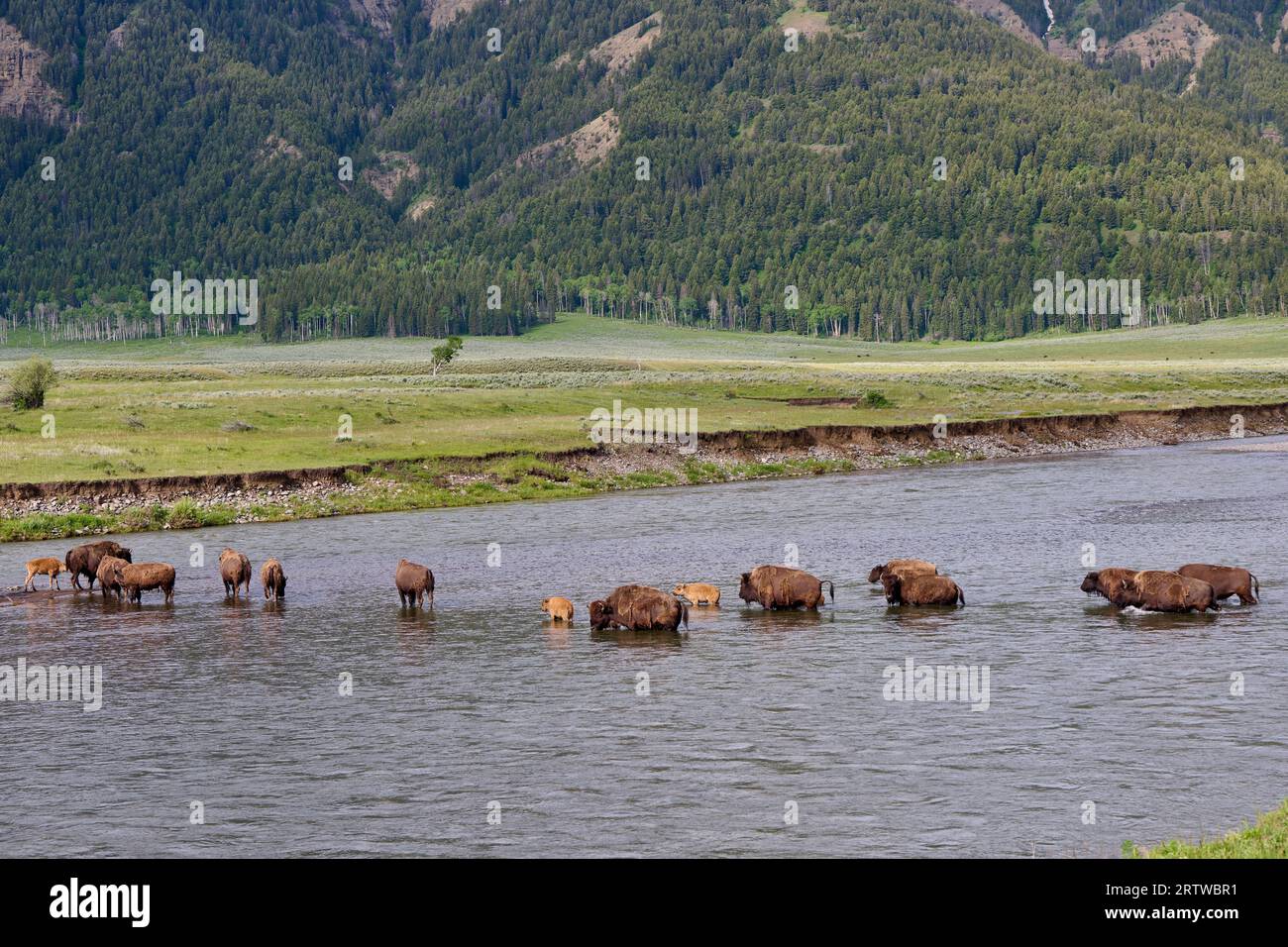 herd of American bison (Bison bison) crossing Lamar river, Yellowstone ...