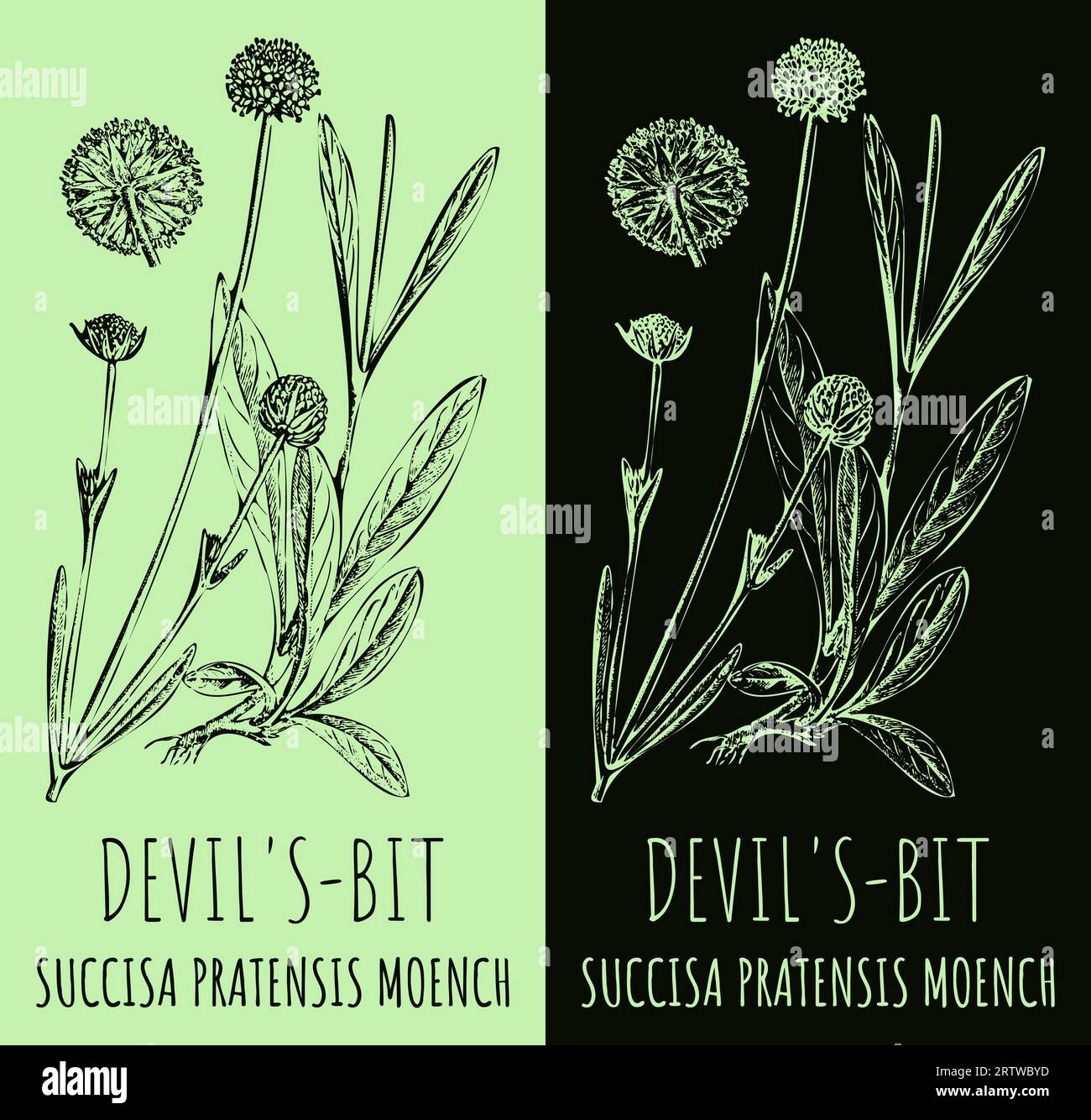 Vector drawings DEVIL'S-BIT . Hand drawn illustration. Latin name ...