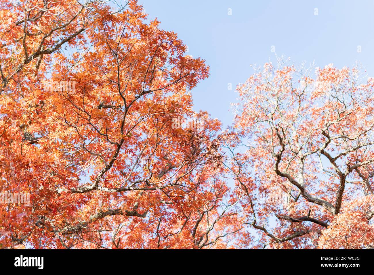 Bright red leaves on autum trees in October Stock Photo - Alamy
