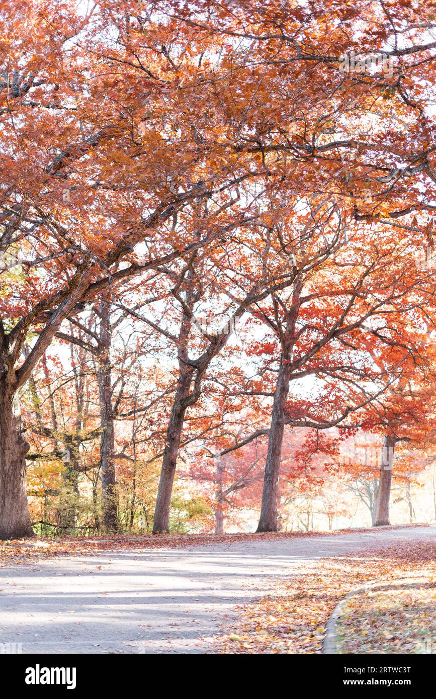 A winding path through a forest of autumn trees in october in io Stock ...
