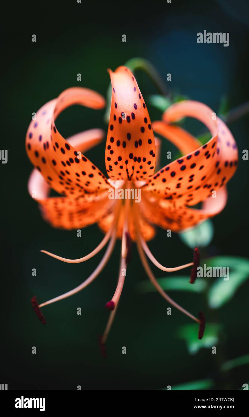 Tiger lily flower hi-res stock photography and images - Alamy