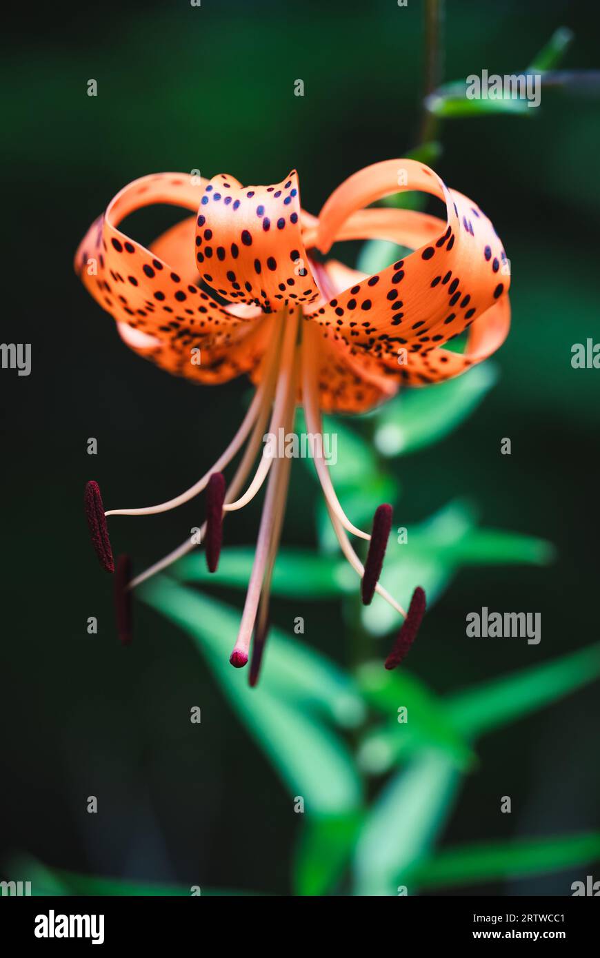 Tiger lily flower hi-res stock photography and images - Alamy