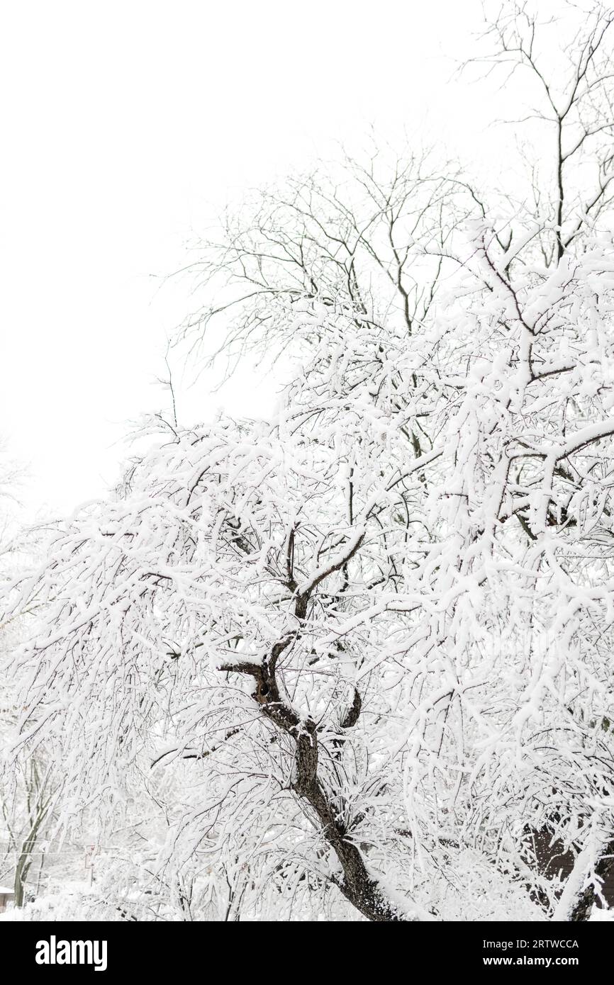 A large tree covered in fresh winter snow Stock Photo - Alamy