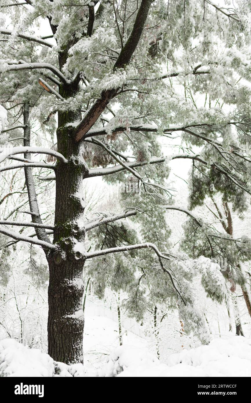 Snowy branches of a pine tree in winter Stock Photo - Alamy