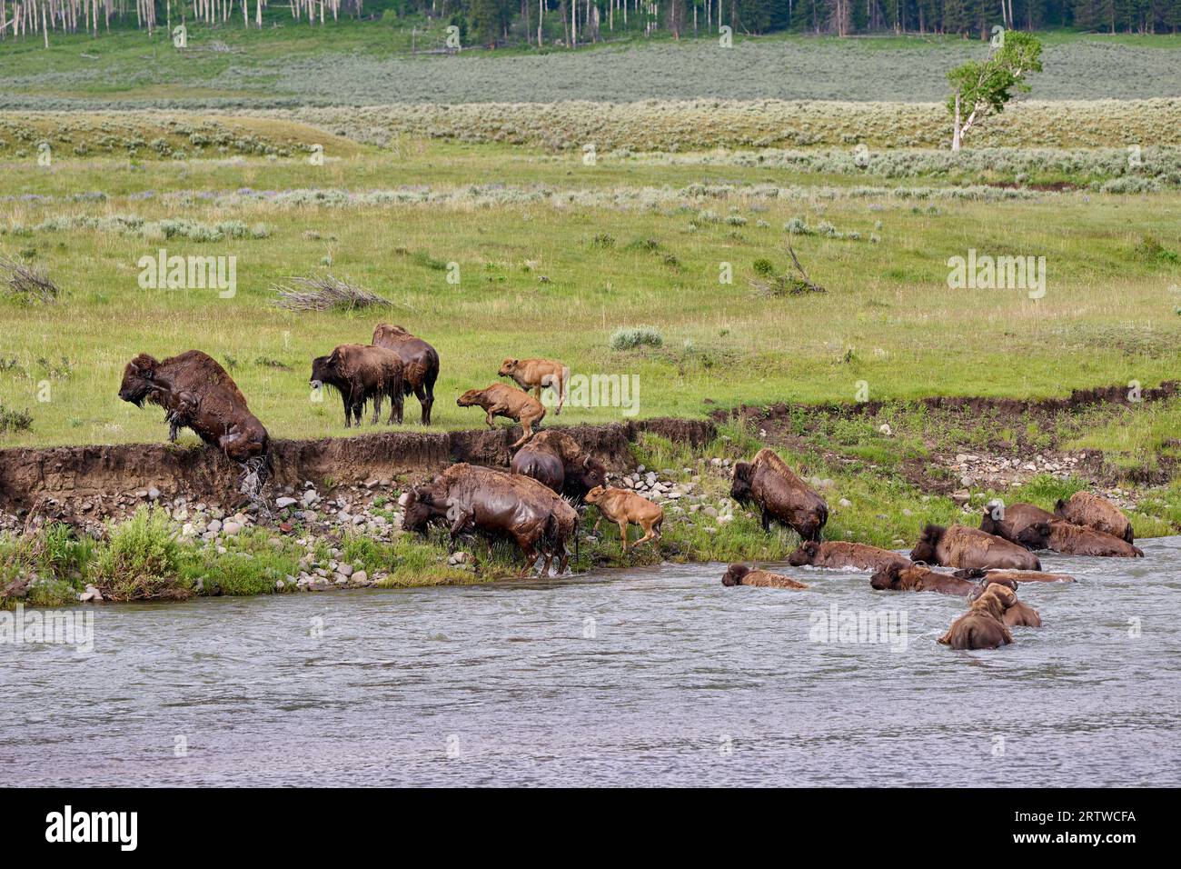 herd of American bison (Bison bison) crossing Lamar river, Yellowstone ...