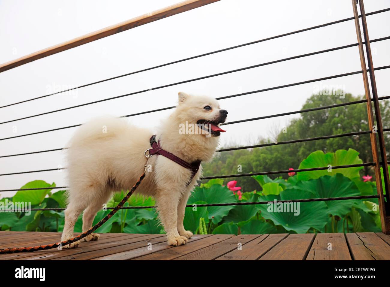 Bomei hi-res stock photography and images - Alamy