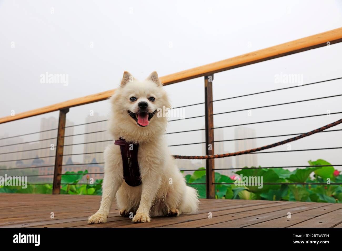 Bomei hi-res stock photography and images - Alamy