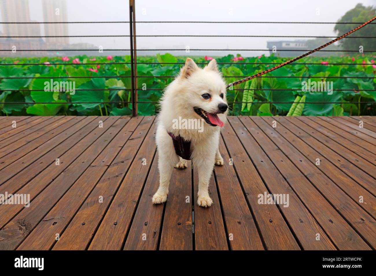 Bomei hi-res stock photography and images - Alamy